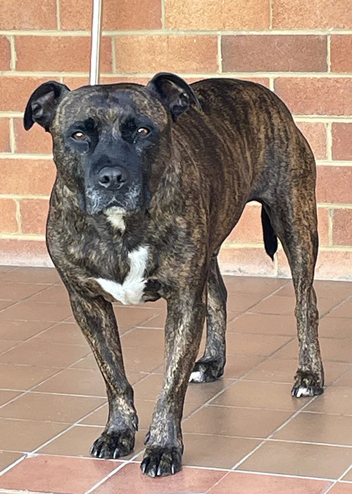 Boof - Rose-Hip Vital® HK